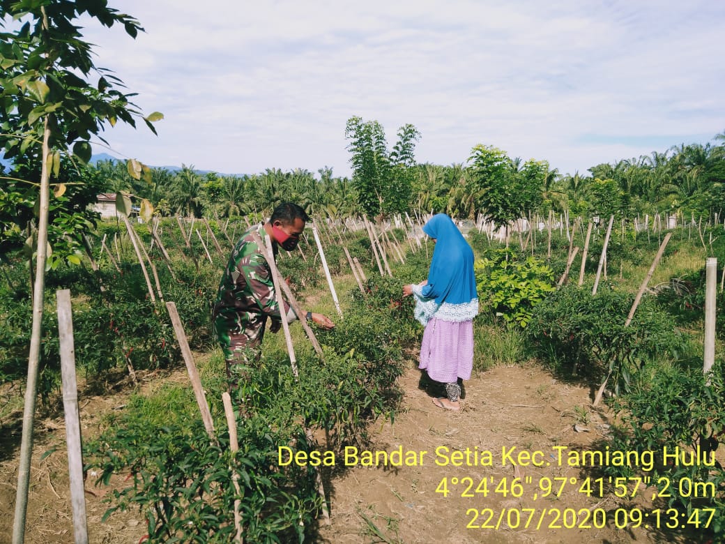Pantau Perkembangan Tanaman Cabe, Babinsa Bandar Setia Beri Motivasi ...