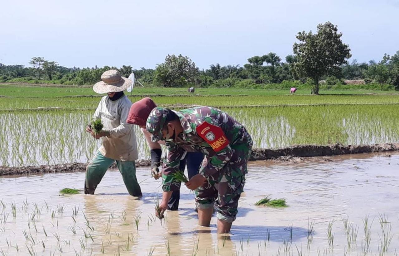 Dukung Swasembada Pangan, Serka Maha Bangun Bantu Petani Tanam Padi - PENJURU.ID