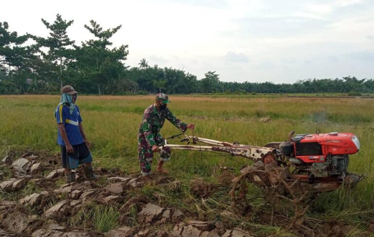 Musim Tanam Padi, Babinsa Koramil 04/Bdh Bantu Petani Bajak Sawah ...